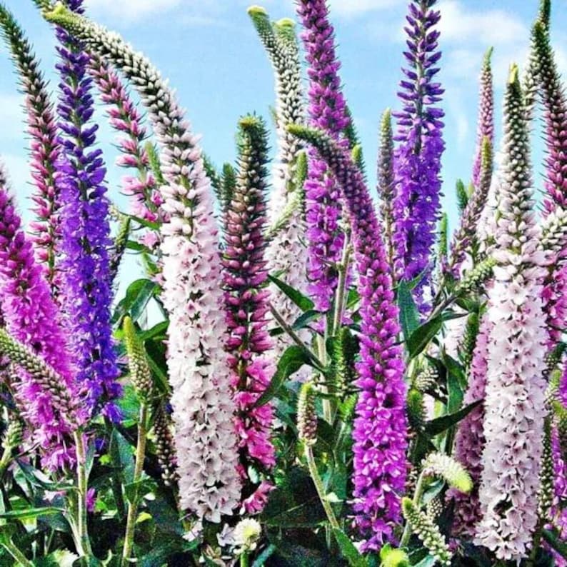 Veronica Spicata Sightseeing Mix (35 Flower Seeds) - Etsy