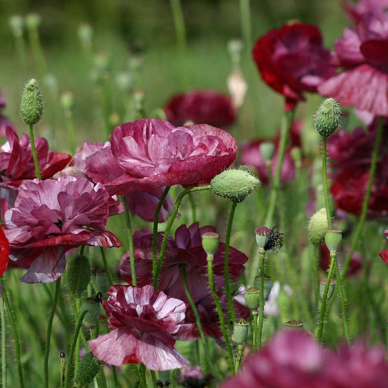 Papaver Rhoeas Pandora shirley Poppy 50 Flower Seeds - Etsy