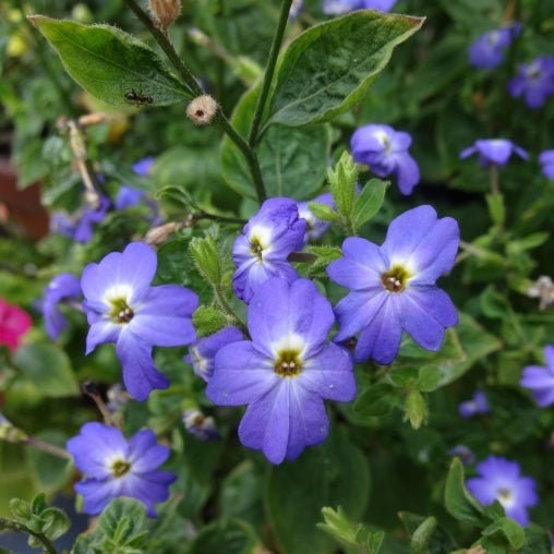 Browallia Americana