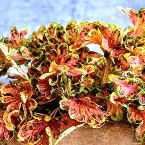 Coleus - Etsy