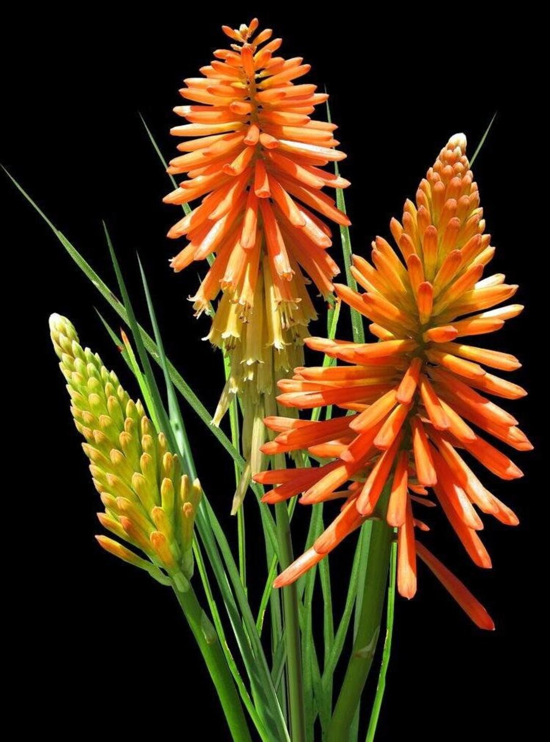 Kniphofia Triangularis (mandarin Poker; Dwarf Red Hot Poker) 15 Flower ...