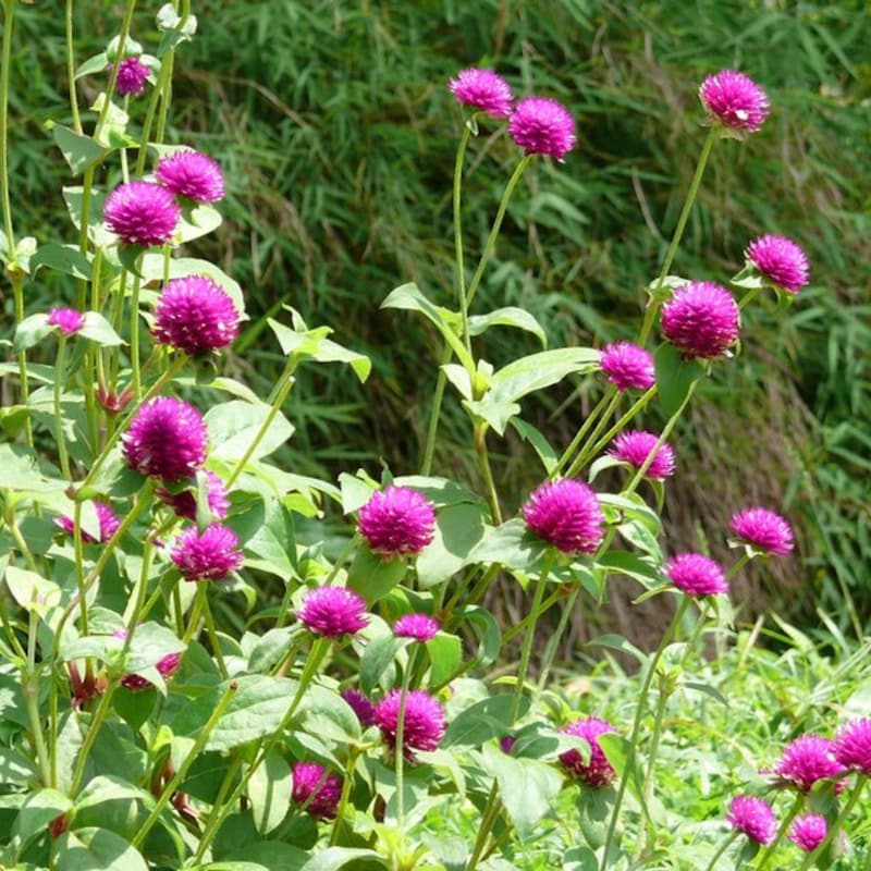 Globe Amaranth Seeds - Etsy