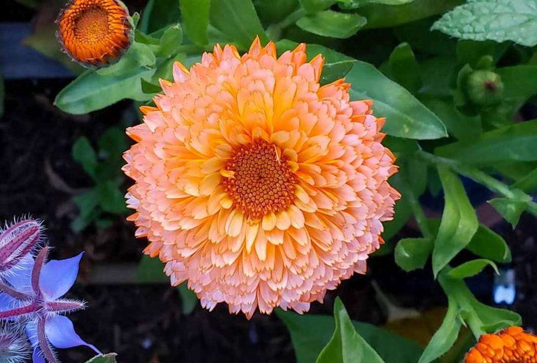 Calendula Pink Surprise (pot Marigold) 30 Flower Seeds - Etsy