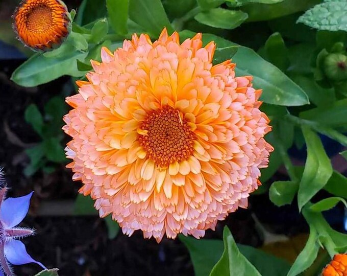 Calendula Pink Surprise (pot Marigold) 30 Flower Seeds - Etsy