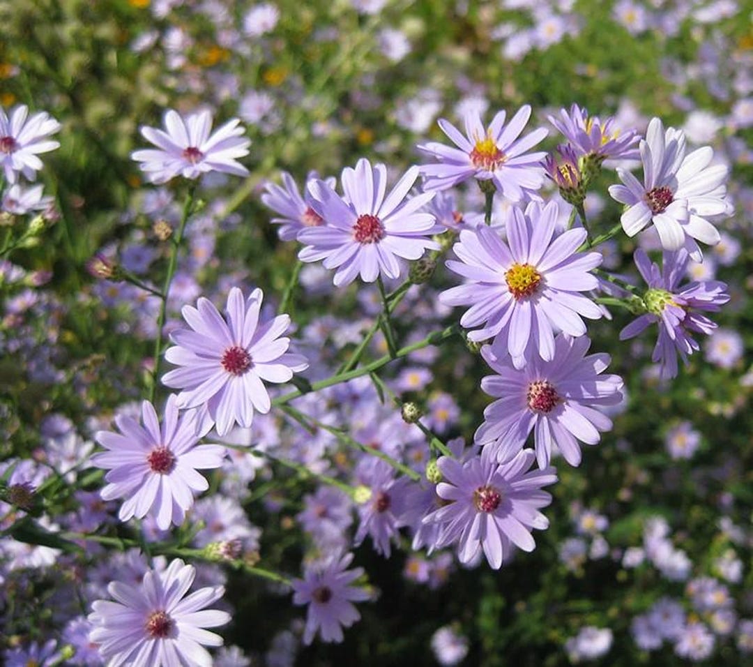Aster Laevis (smooth Blue Aster) 25 Flower Seeds - Etsy