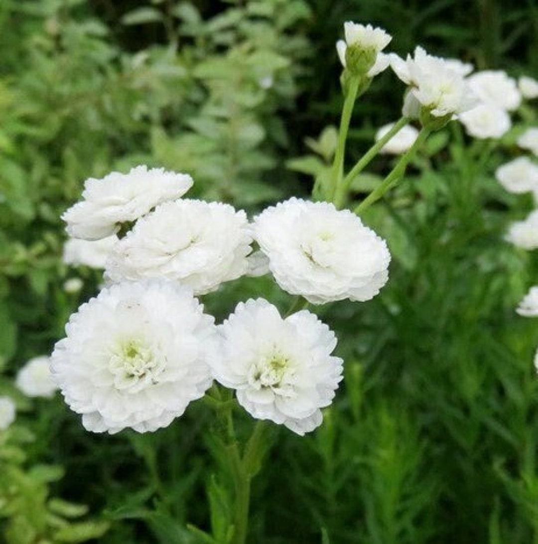 Achillea Double Diamond yarrow Achillea Ptarmica Noblessa 30 Flower ...