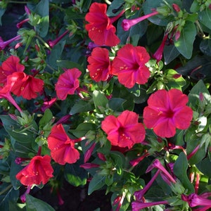 Four O’ Clock Red (mirabilis Jalapa) 35 Flower Seeds - Etsy