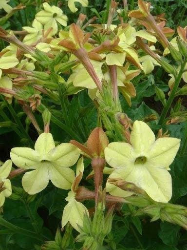 Nicotiana Perfume Lime Nicotiana 'Lime Green' Tobacco Plant Seeds ...