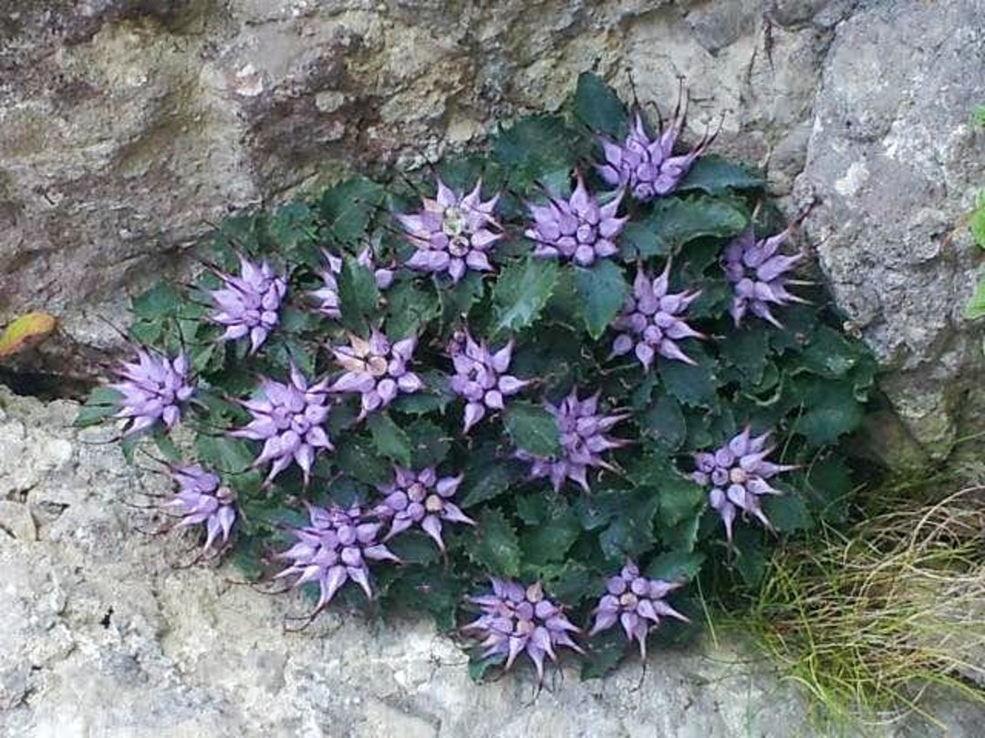 Tufted Horned Rampion (physoplexis Comosa, AKA Devil’s Claw) 10 Flower ...