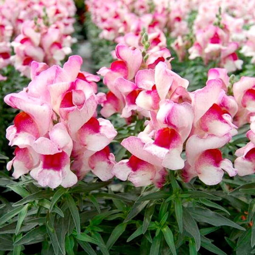 Snapdragon Snappy Orchid (50 Flower Seeds) - Etsy