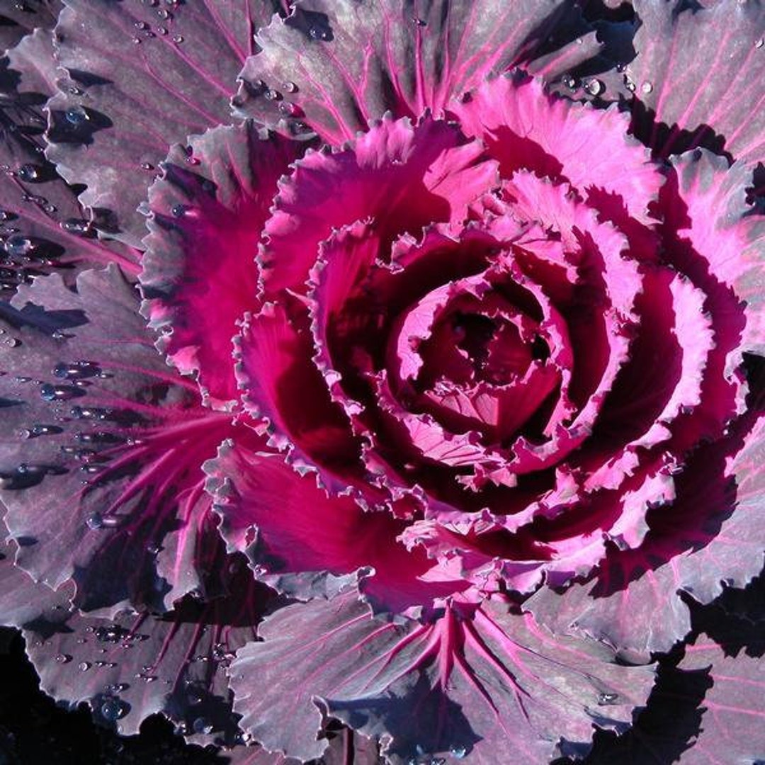 Flowering Cabbage Osaka IQ Red 20 Flower Seeds - Etsy