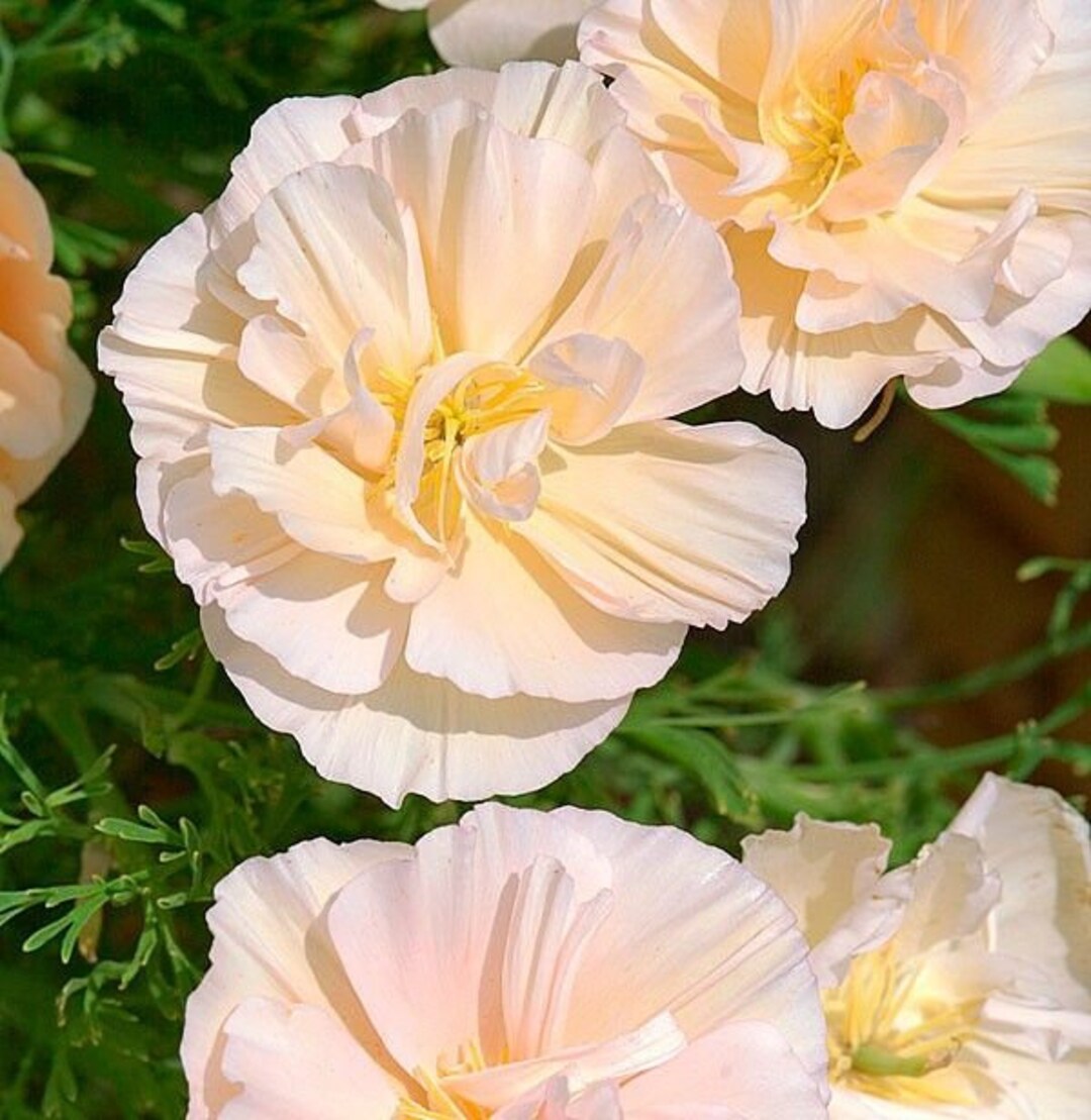 California Poppy Thai Silk Pink Champagne (15 Flower Seeds) - Etsy