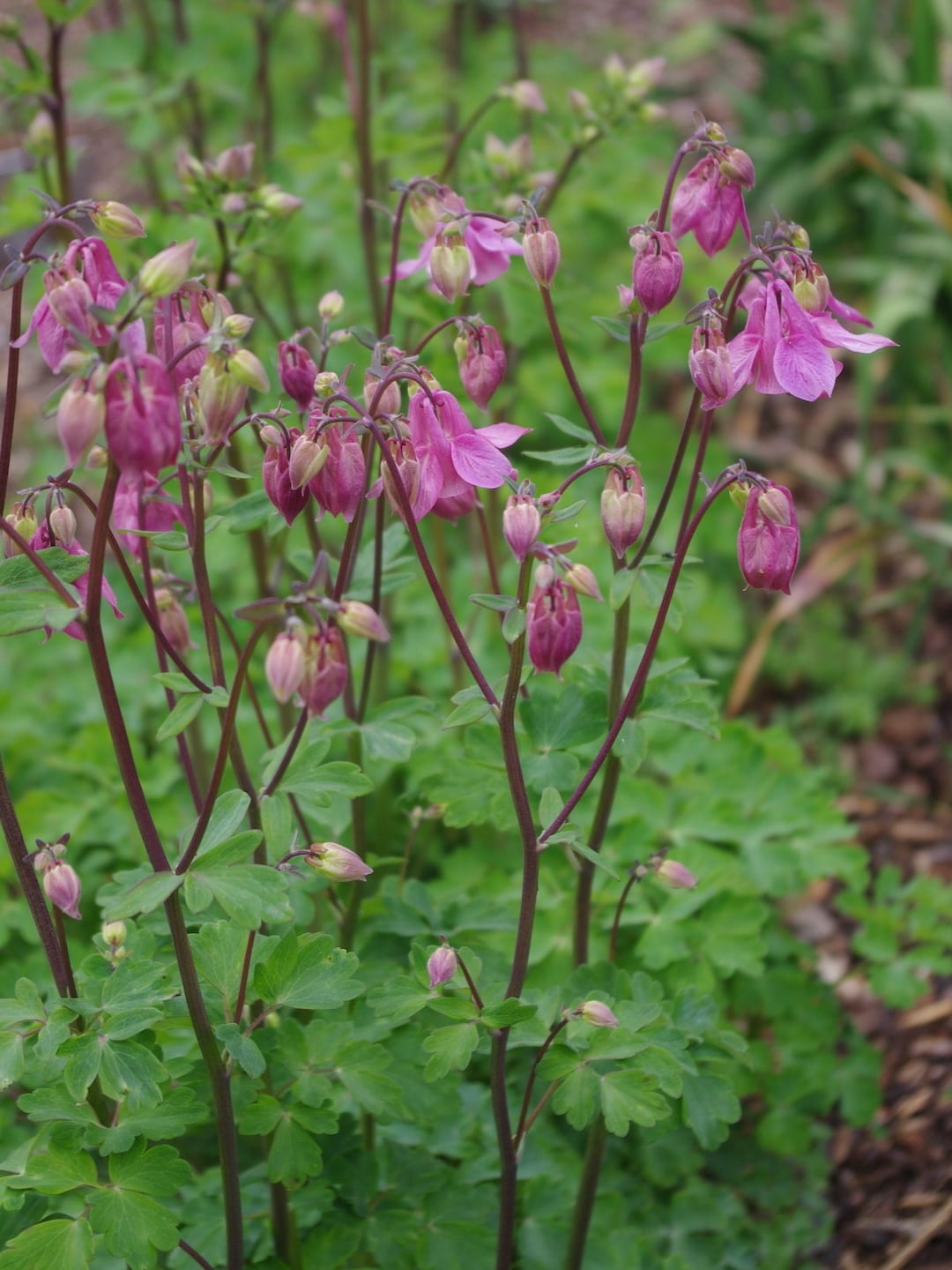 Columbine Heidi (aquilegia Vulgaris ) 20 Flower Seeds - Etsy
