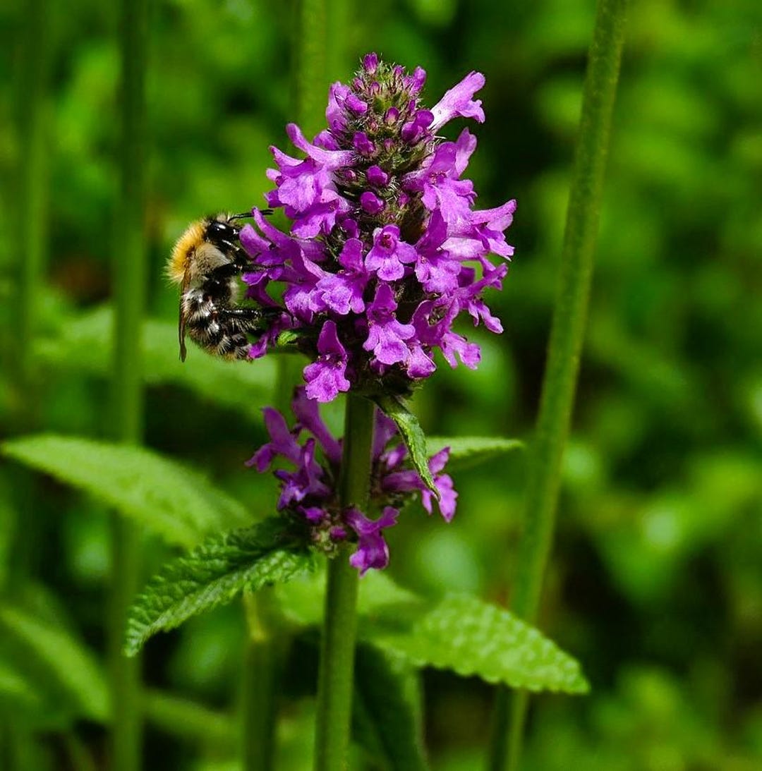 Stachys Officinalis (wood Betony) 30 Flower Seeds - Etsy