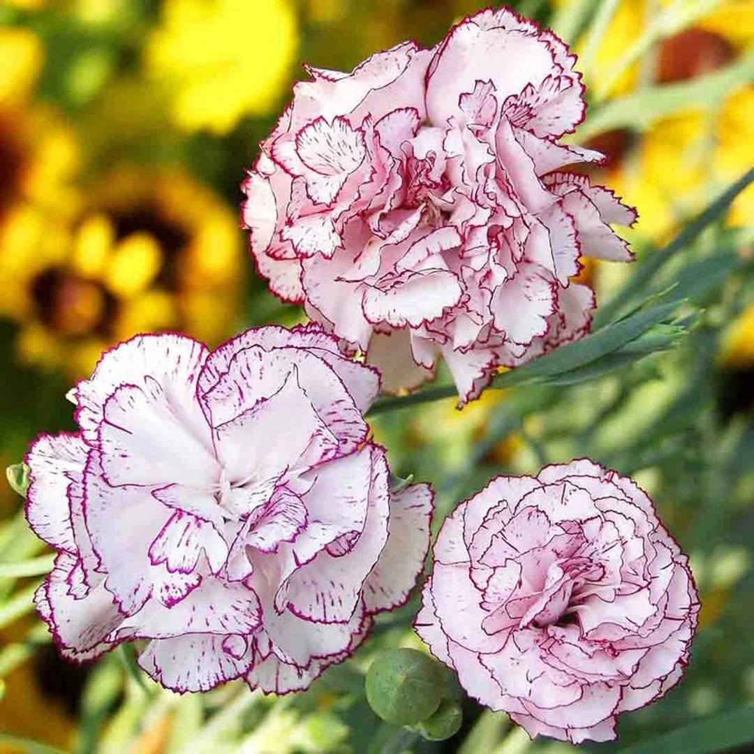 Carnation Chabaud Benigna (50 Flower Seeds) - Etsy