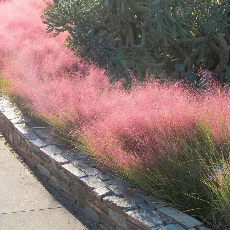Pink Muhly Grass Plant - Etsy