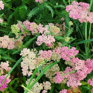 Achillea Colorado (yarrow; Achillea Millefolium) 25 Flower Seeds - Etsy