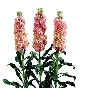 Stock Iron Apricot (column Stock) 20 Flower Seeds - Etsy