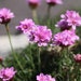Armeria Maritima Splendens (sea Thrift or Sea Pink) 30 Flower Seeds - Etsy