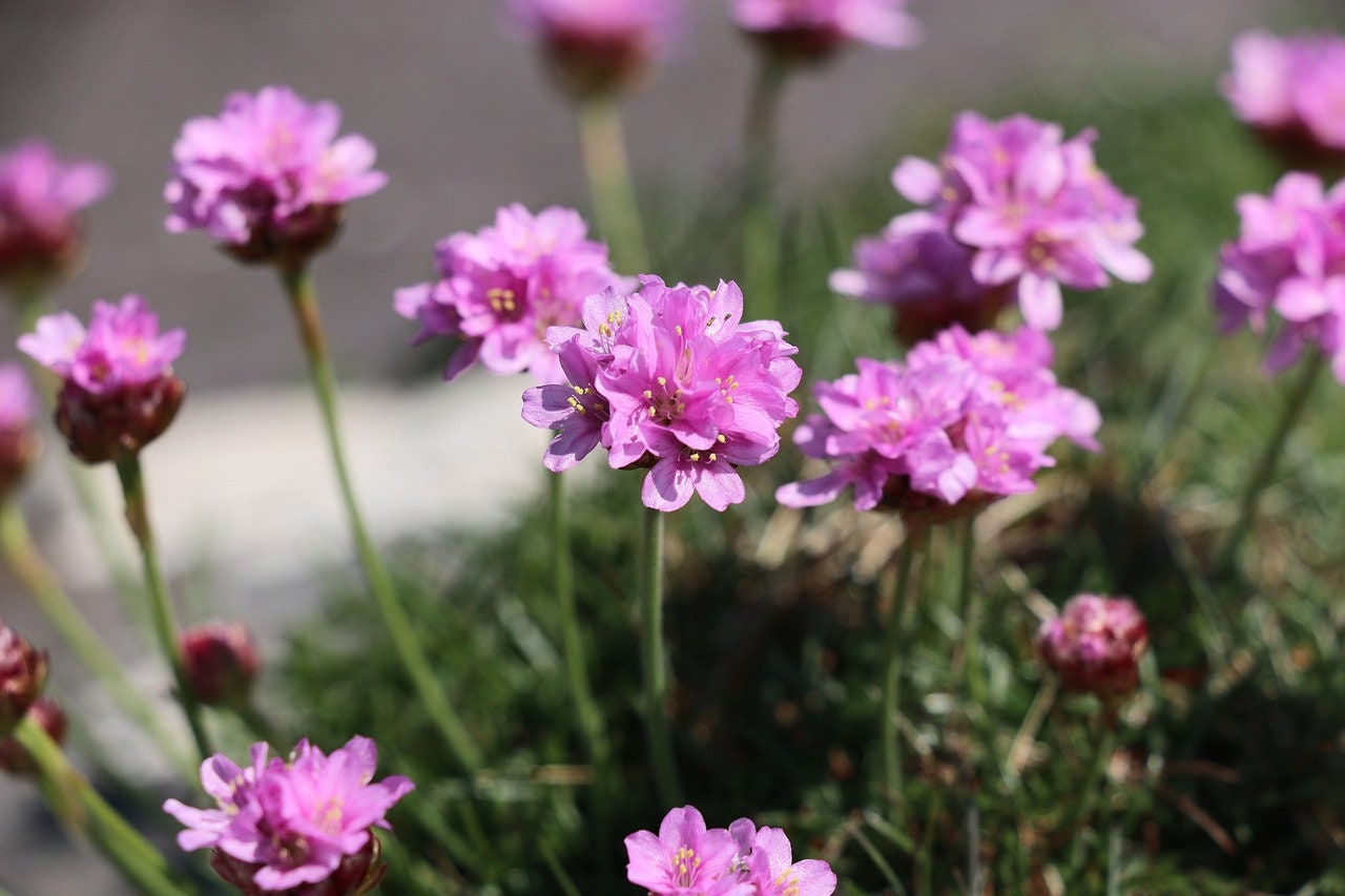 Armeria Maritima Splendens (sea Thrift or Sea Pink) 30 Flower Seeds - Etsy