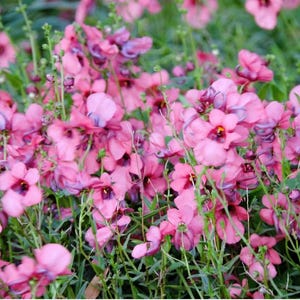 Diascia Pink Queen (twinspur) 30 Flower Seeds - Etsy