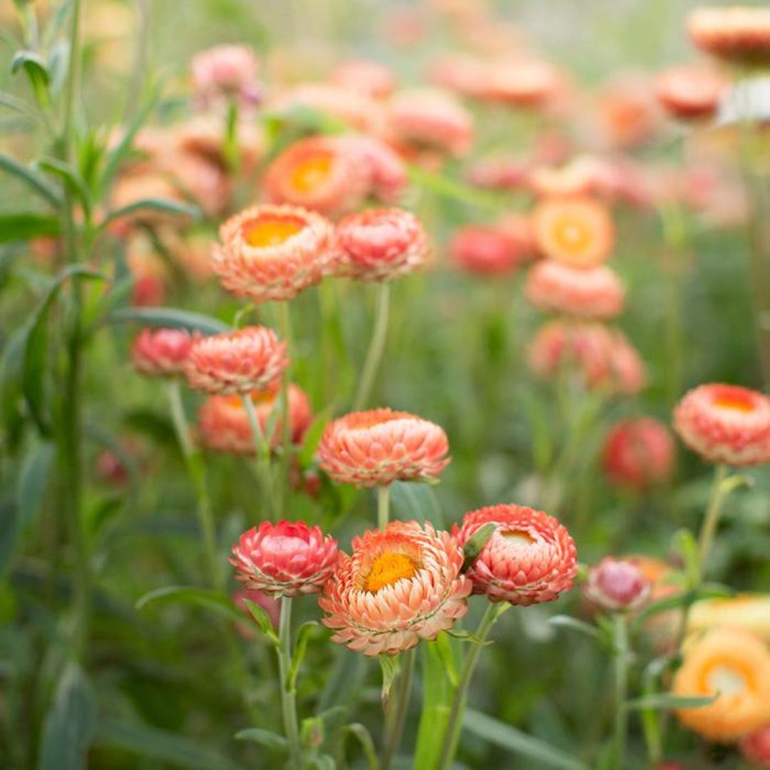 Strawflower Apricot-peach Mix (helichrysum Bracteatum) 30 Flower Seeds ...