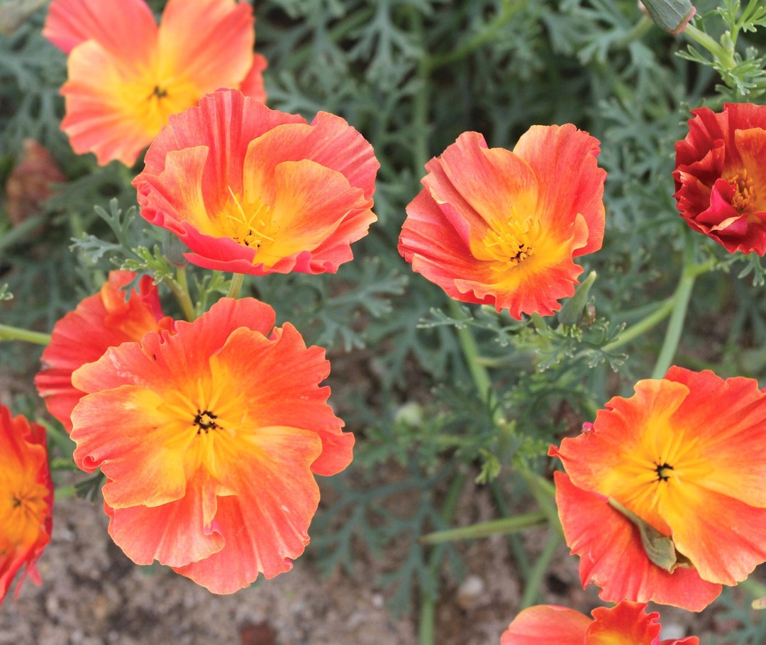 California Poppy Thai Silk Apricot Chiffon (eschscholzia Californica ...