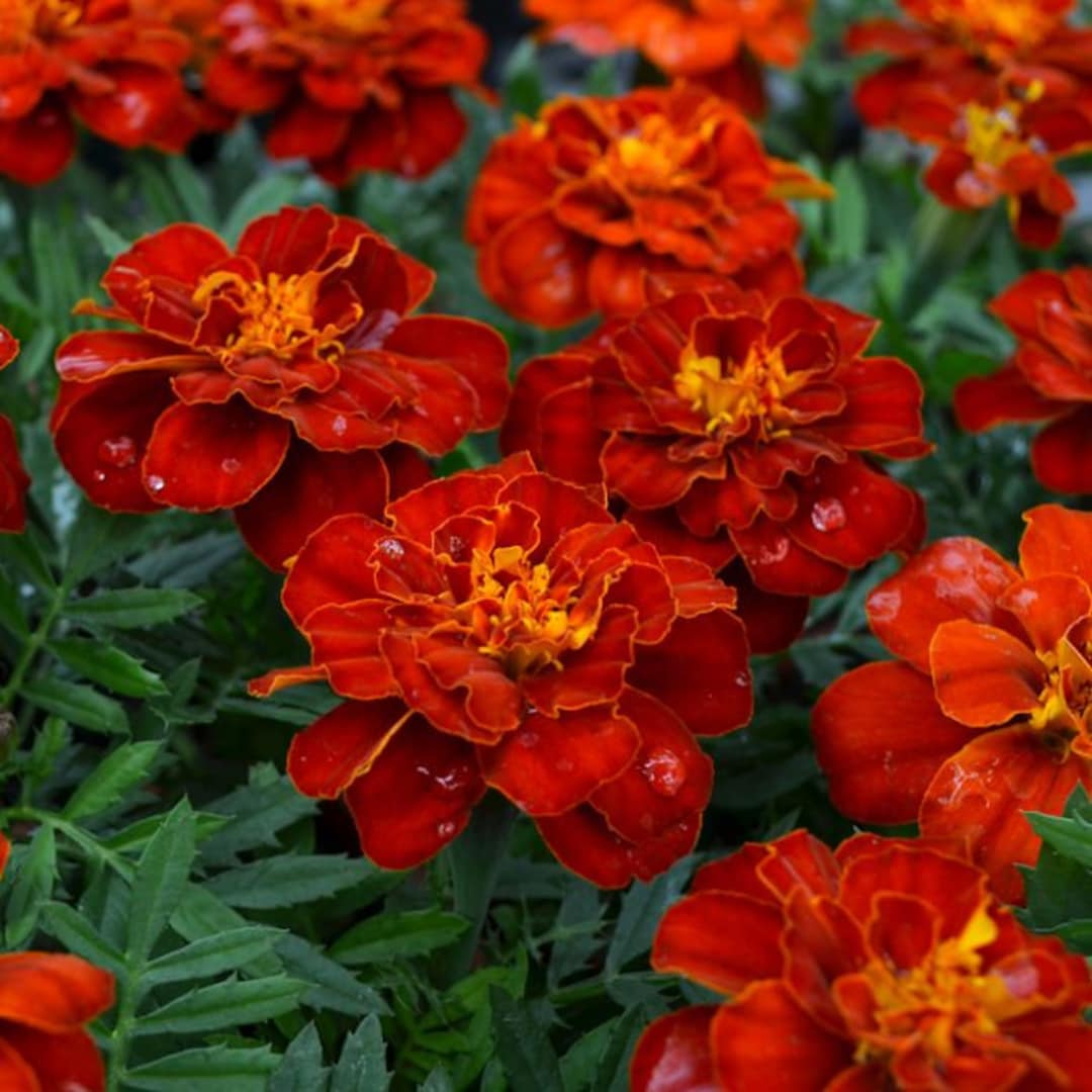 Marigold Red Cherry french Marigold 35 Flower Seeds - Etsy