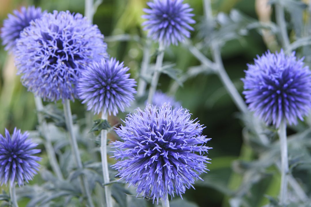 Echinops Ritro Platinum Blue globe Thistle 15 Flower Seeds - Etsy