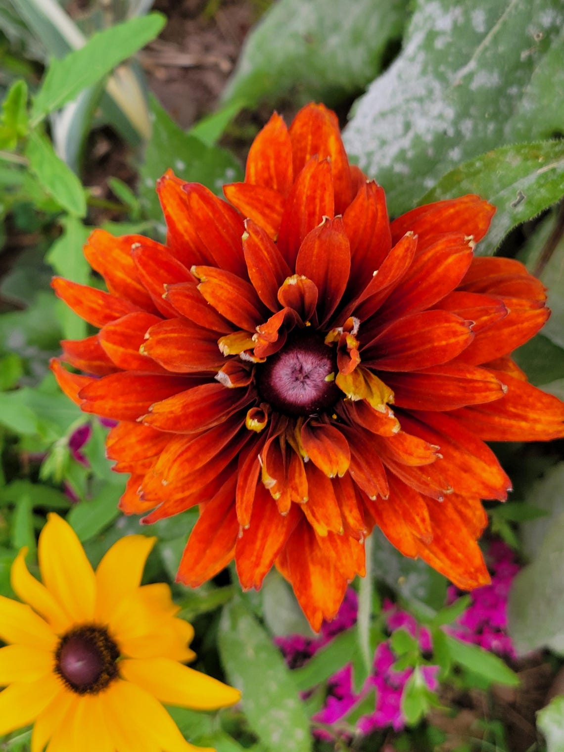 Rudbeckia Moroccan Sun (15 Flower Seeds) - Etsy