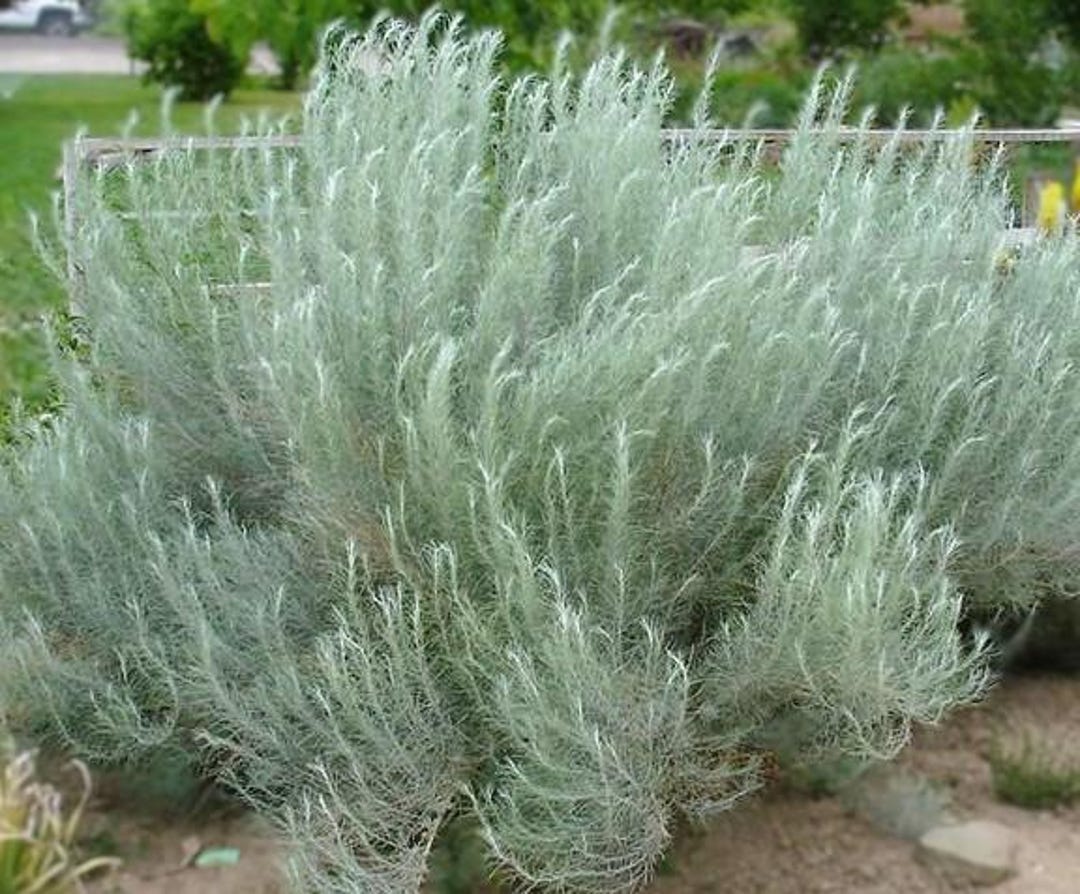 Artemisia Filifolia Sand Sage (100 Seeds) - Etsy