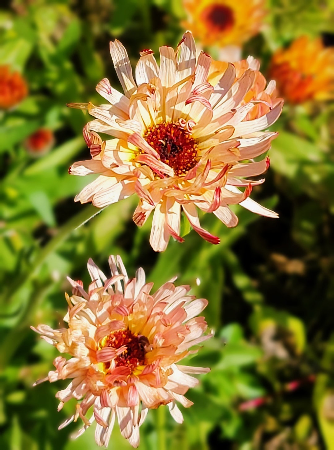 Calendula Sunset Buff (pot Marigold) 50 Flower Seeds - Etsy