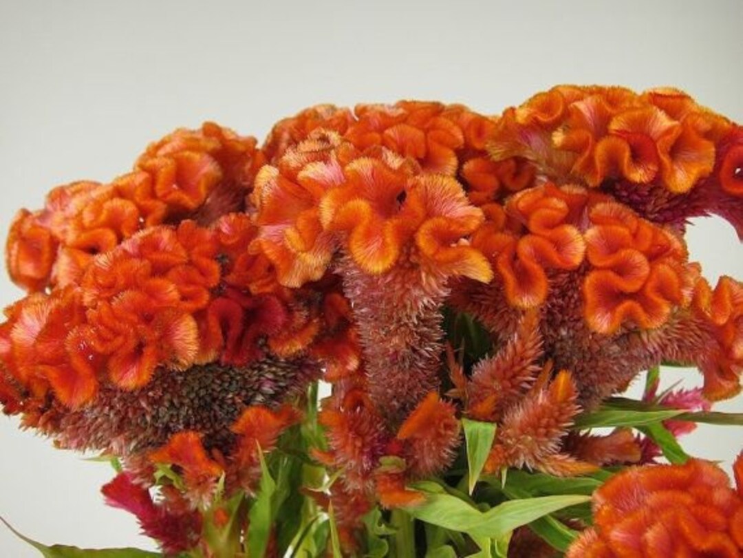 Celosia Cristata Kumquat Orange cockscomb 15 Flower Seeds - Etsy