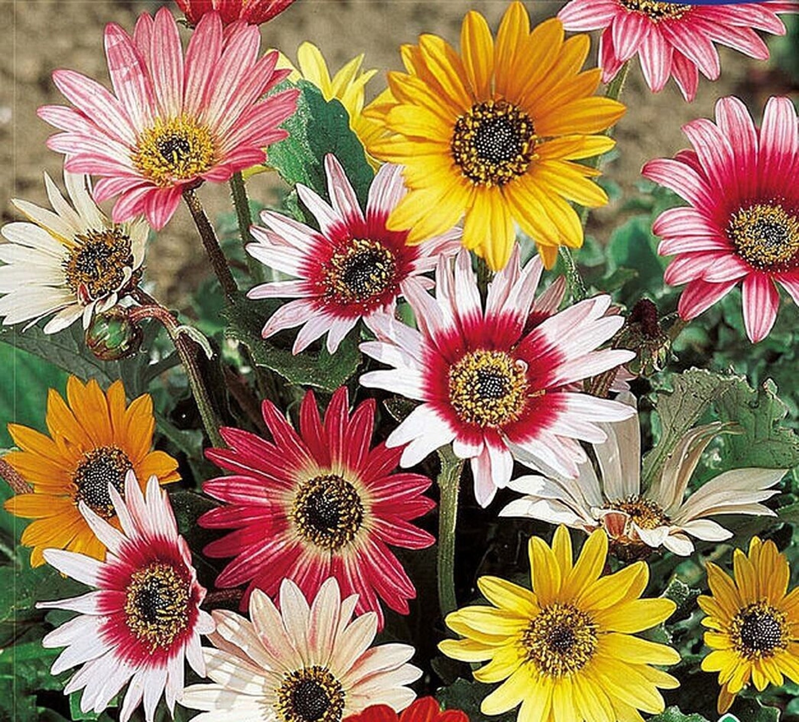 African Daisy Harlequin Mix arctotis X Hybrida 25 Flower Seeds - Etsy