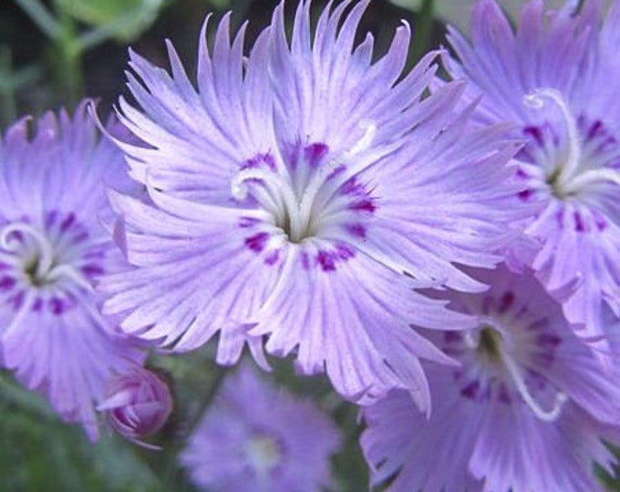 Dianthus Amurensis Siberian Blues 20 Flower Seeds - Etsy