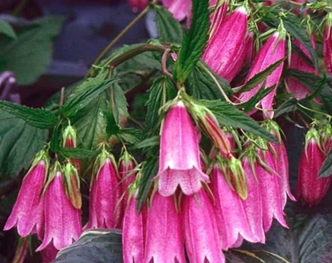 Campanula Punctata 'cherry Bells' Spotted Bellflower - Live Plant - Etsy