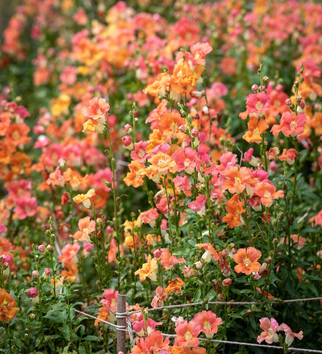 Snapdragon Chantilly Bronze (20 Flower Seeds) - Etsy