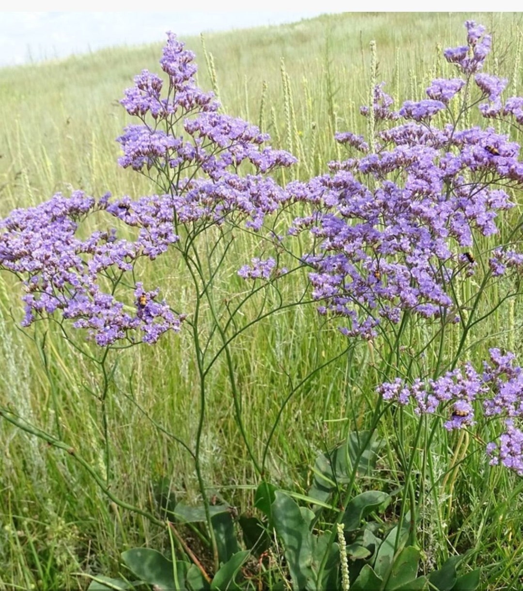 Limonium Gmelinii Ssp. Hungaricum (siberian Statice) 25 Flower Seeds - Etsy