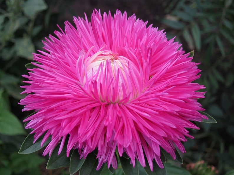 Aster Gala Carmine Rose (callistephus Chinensis) 10 Flower Seeds - Etsy