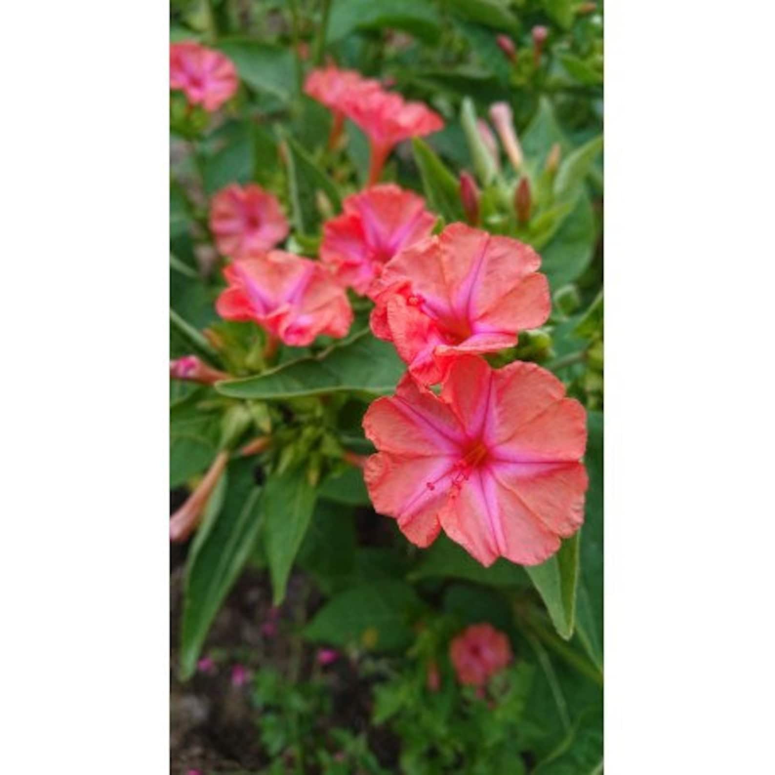 Four O Clock Salmon Sunset mirabilis Jalapa 10 Flower - Etsy