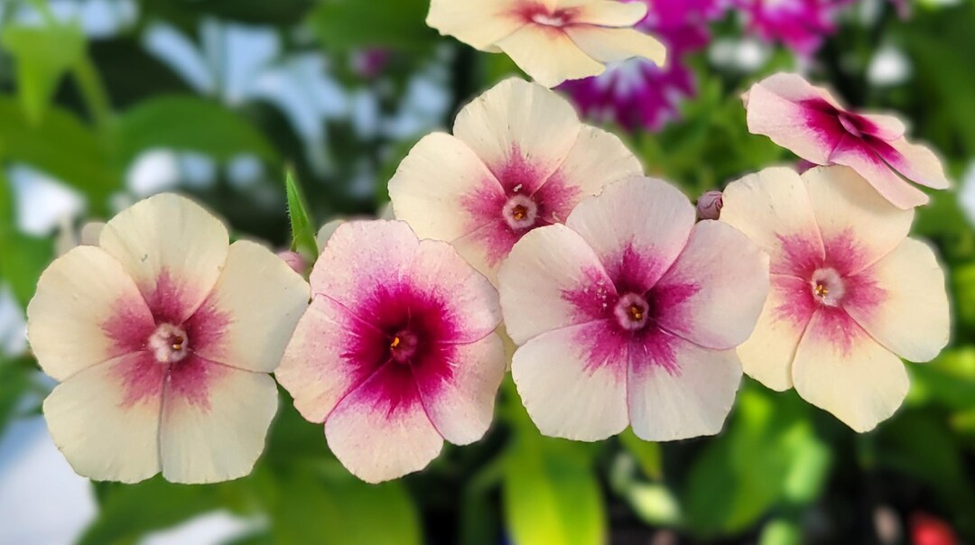 Phlox Cherry Caramel (25 Flower Seeds) - Etsy