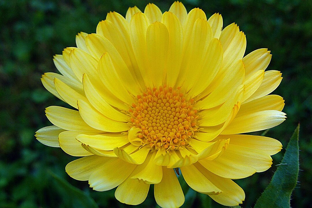 Calendula Lemon Cream (calendula Officinalis) 15 Flower Seeds - Etsy