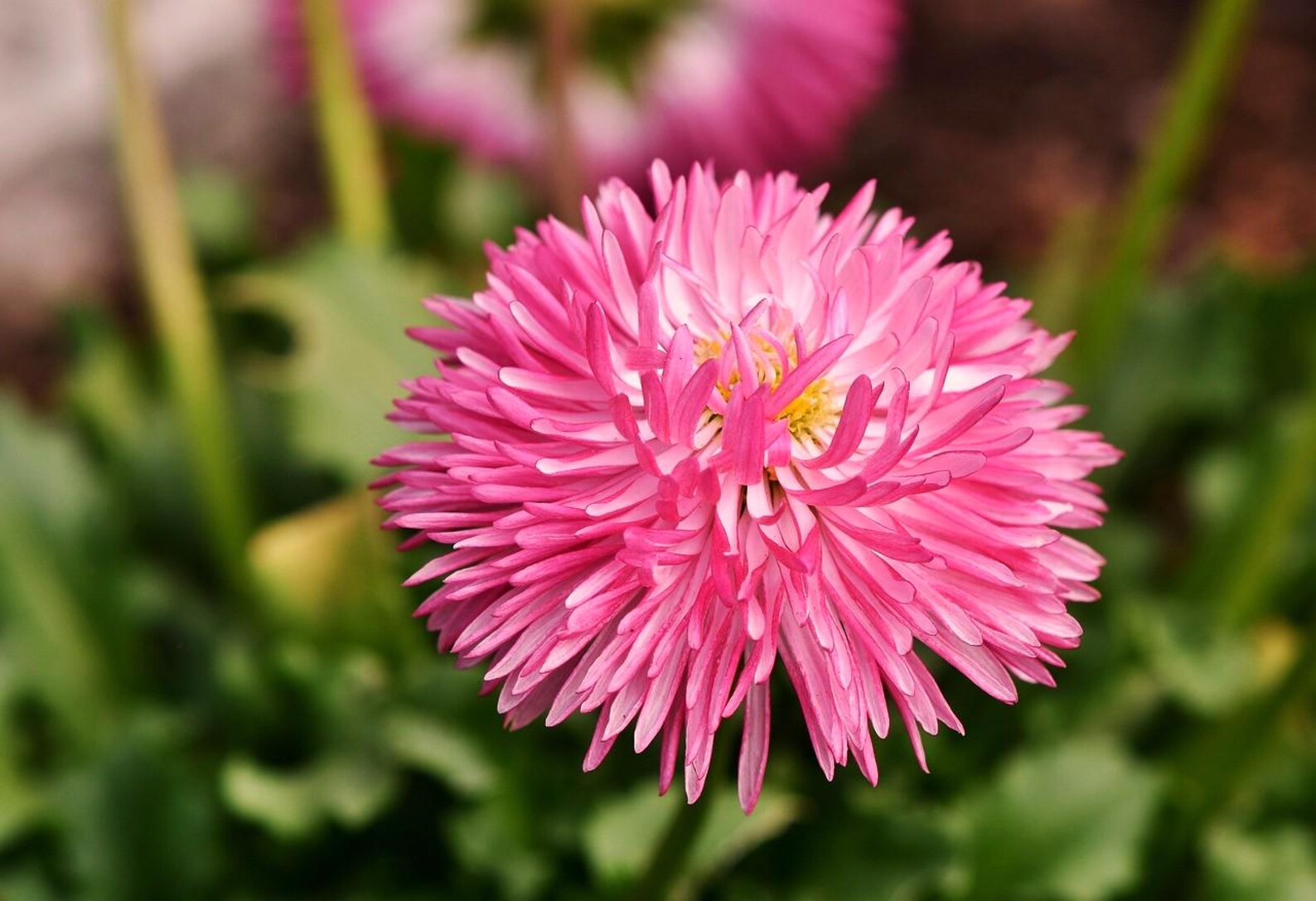 Aster Gala Carmine Rose (callistephus Chinensis) 10 Flower Seeds - Etsy