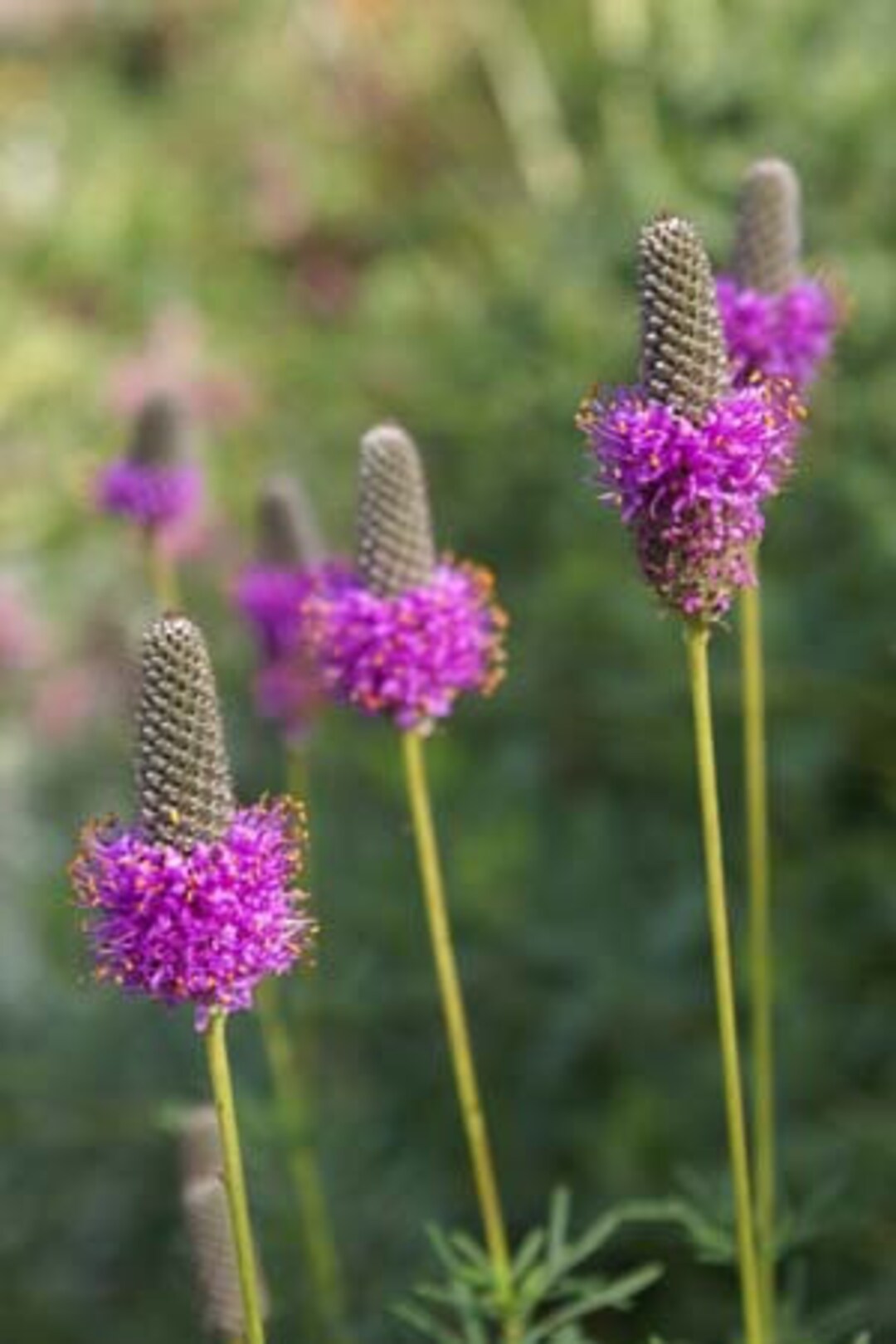 Dalea Purpureum Stephanie purple Prairie Clover 25 Flower Seeds - Etsy
