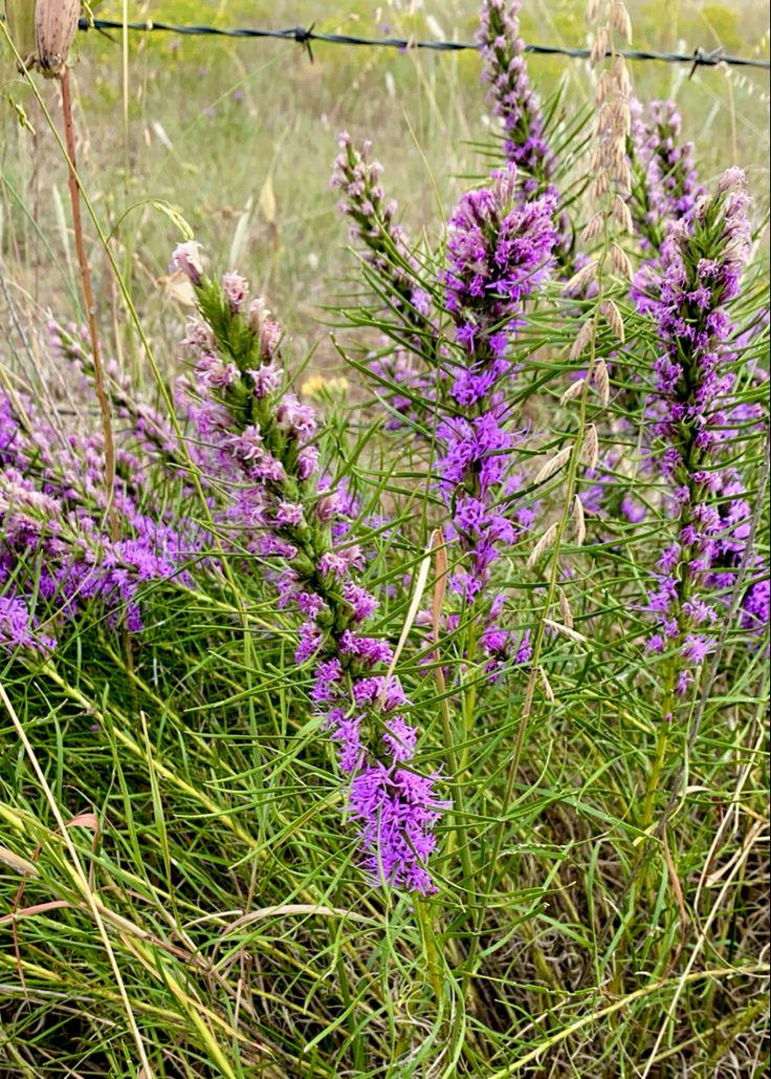 Liatris Dotted Blazing Star (15 Flower Seeds) - Etsy
