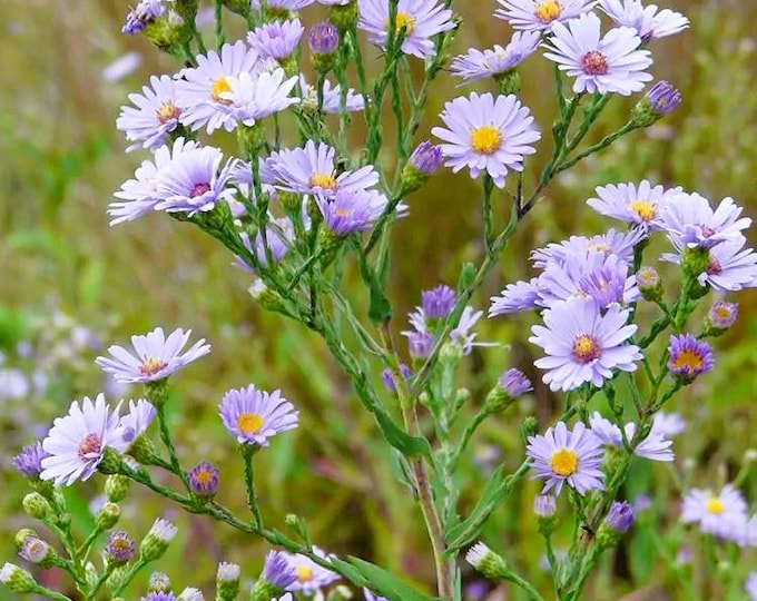 Aster Laevis (smooth Blue Aster) 25 Flower Seeds - Etsy