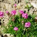 Armeria Maritima Splendens (sea Thrift or Sea Pink) 30 Flower Seeds - Etsy