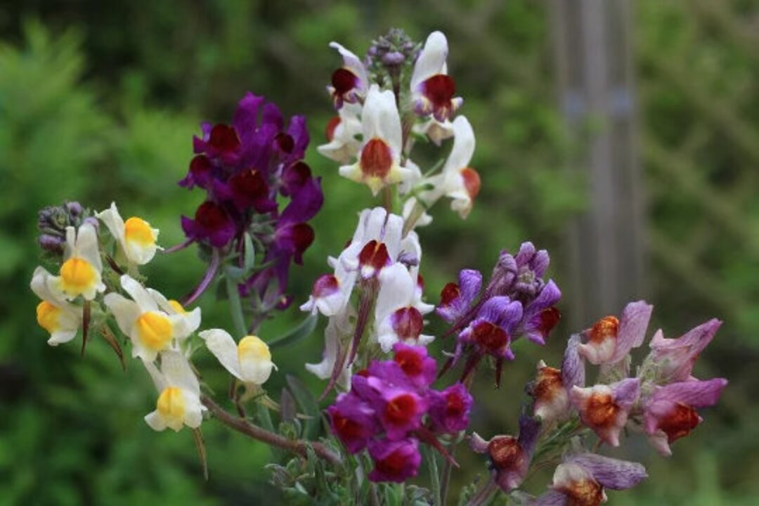 Linaria Neon Lights toadflax Linaria Aeruginea 25 Flower - Etsy