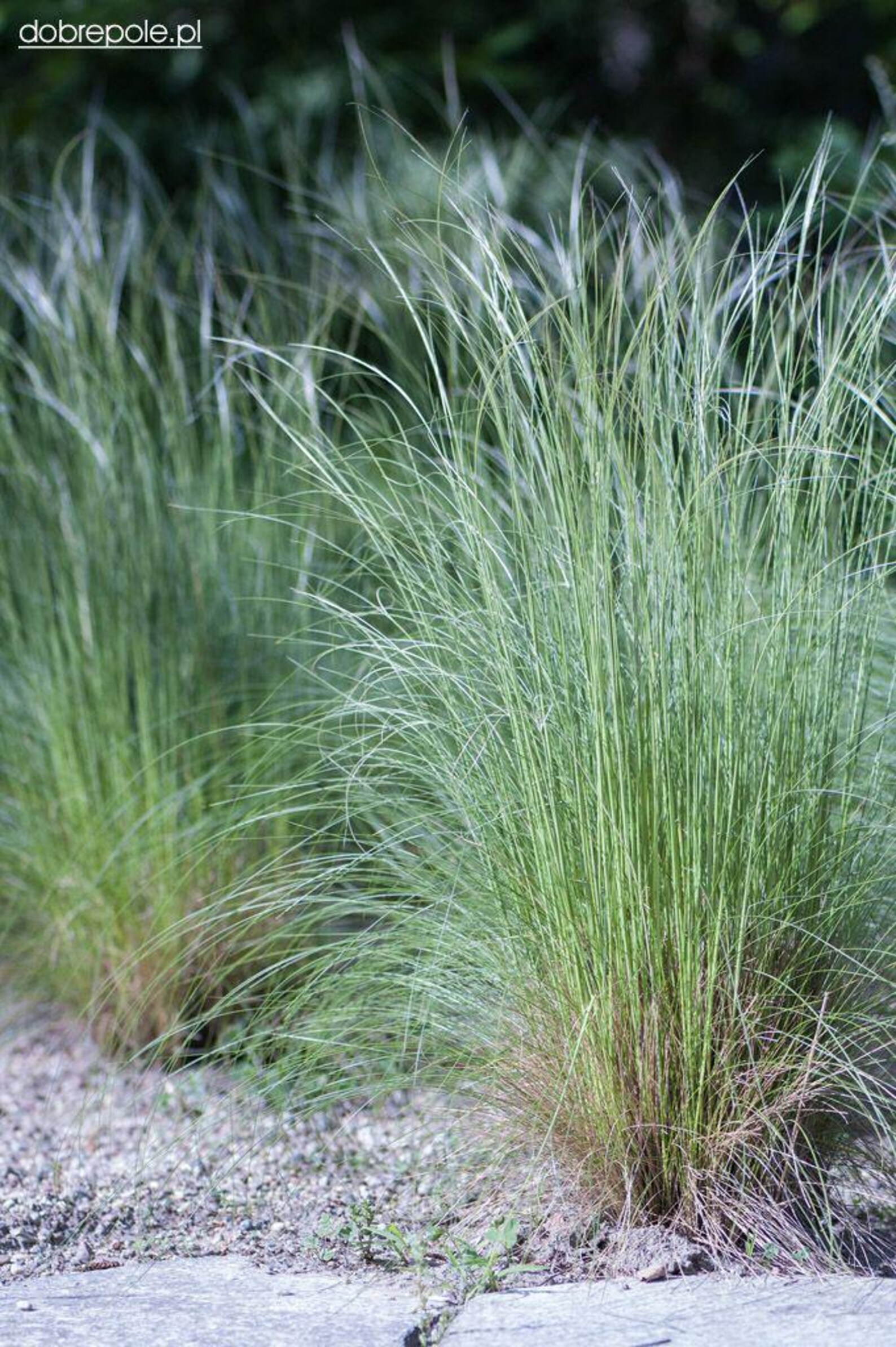 Stipa Tirsa (horsetail Feather Grass) 10 Ornamental Grass Seeds - Etsy