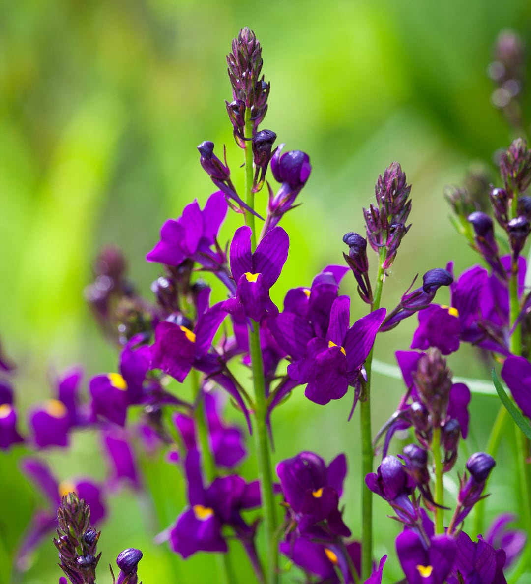 Linaria Maroccana Licilia Violet toadflax 30 Flower Seeds - Etsy